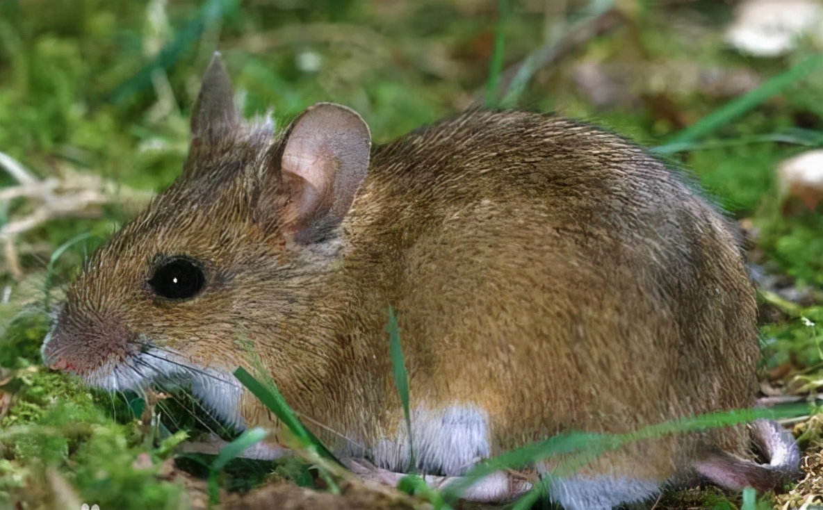 The 5 smartest animals on earth that surprised you - iMedia