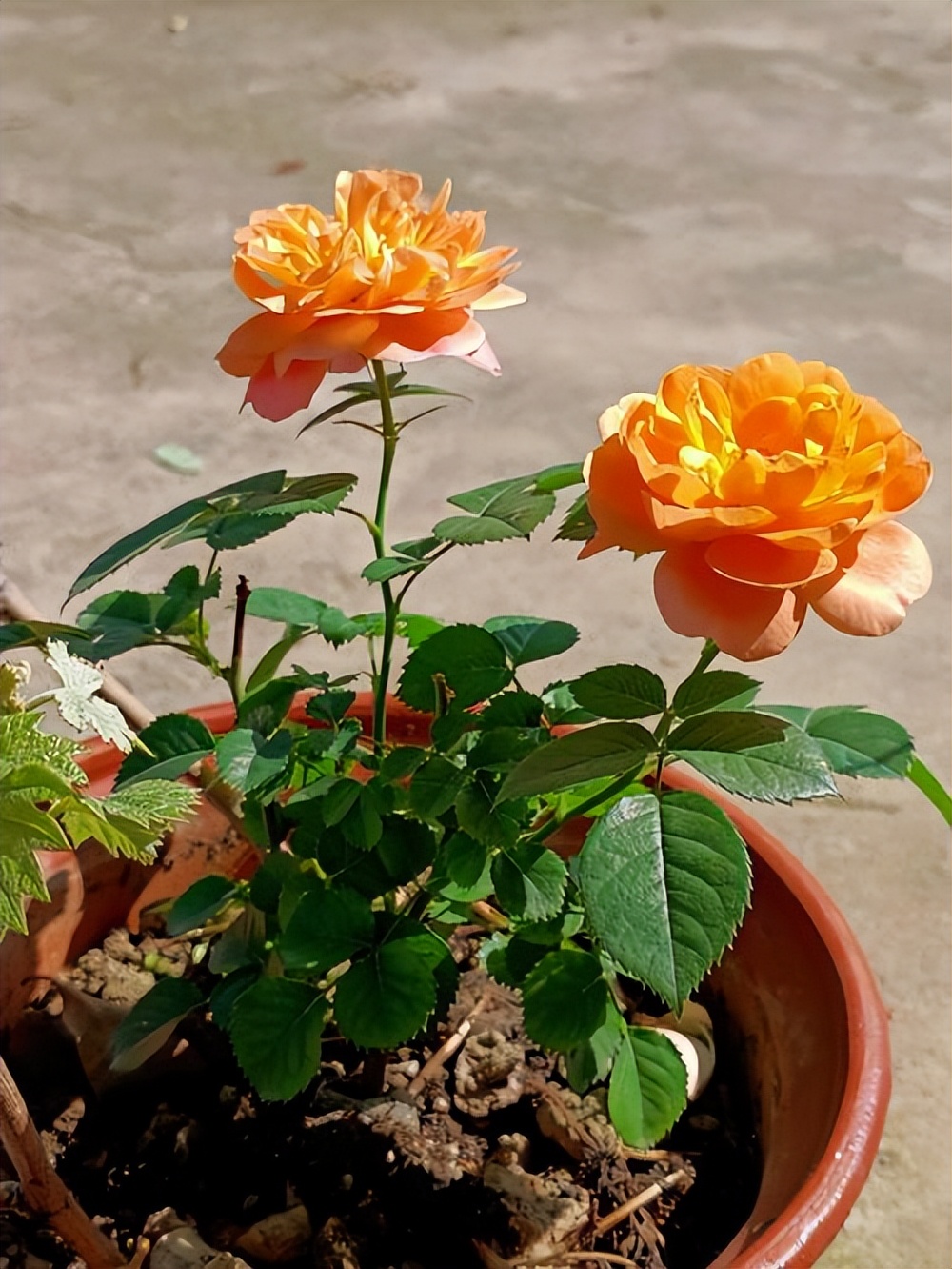 The plant type is short. Large flowering rose. The balcony must be kept ...
