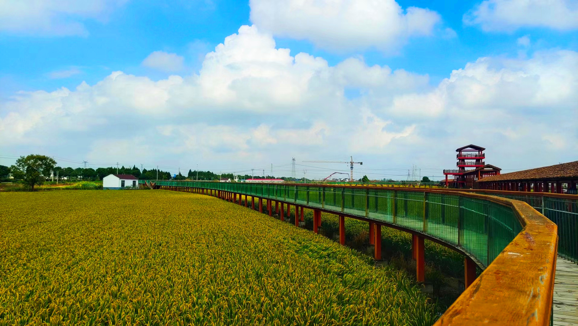 Punch in the net red paddy field - iNEWS