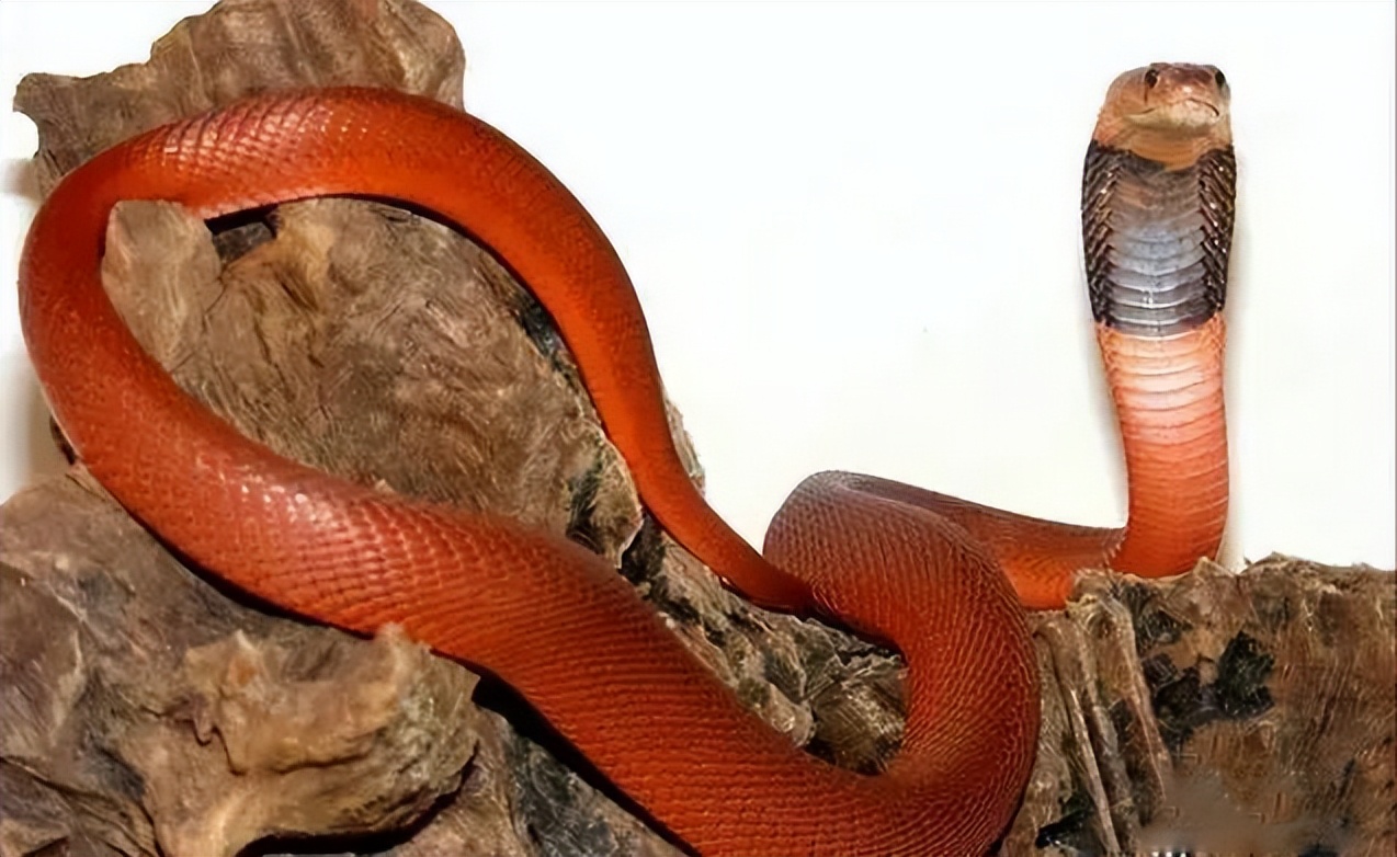 10 Rare Red Animals whose Vibrant Colors Are Unforgettable - iNEWS