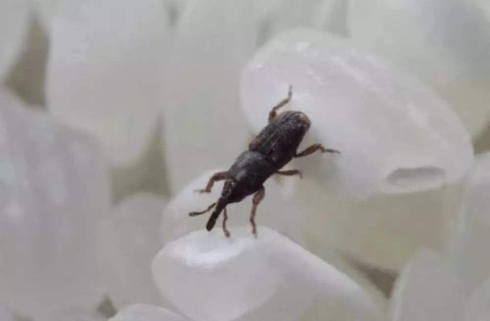 What is the origin of the black bugs in rice? - iNEWS