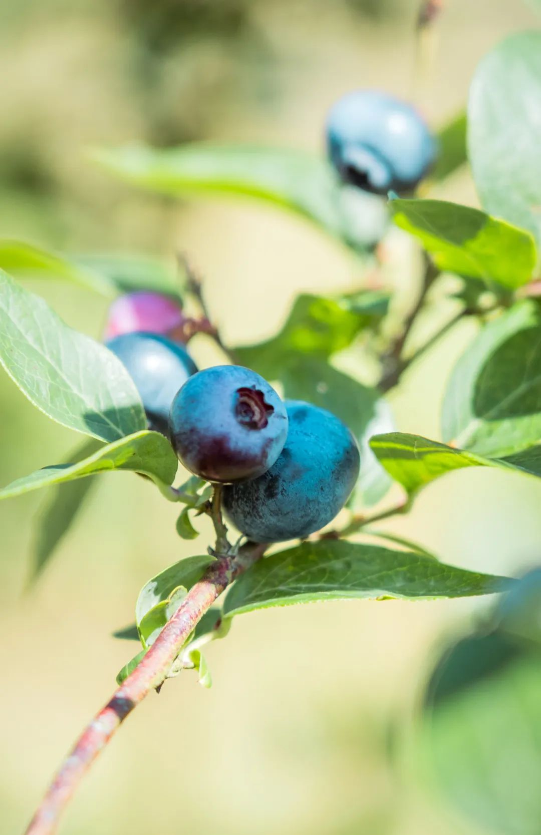 Sweet "Blue" can't stop, go, go to Udang to pick blueberries! - iMedia