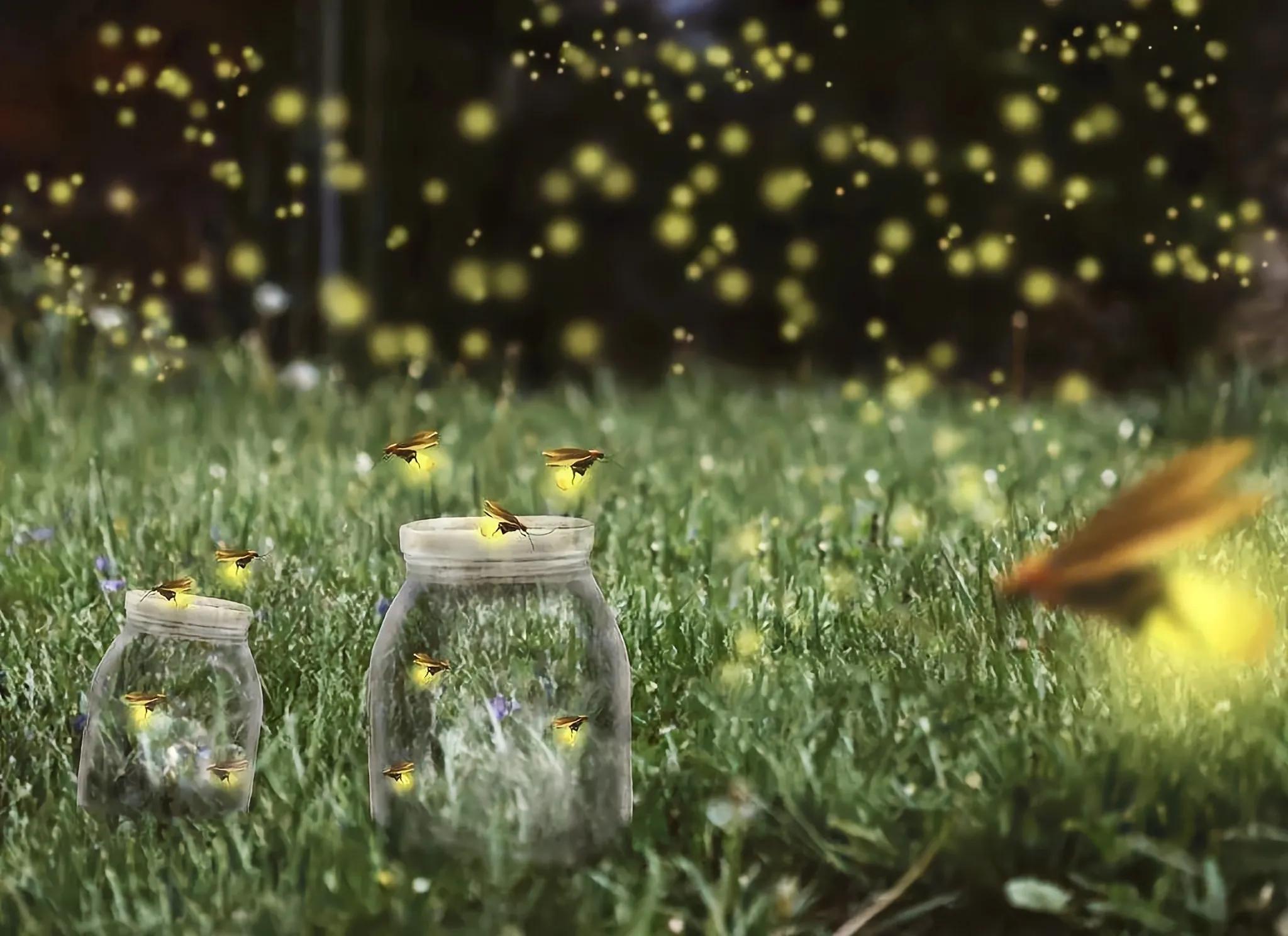 Why do fireflies glow - iNEWS
