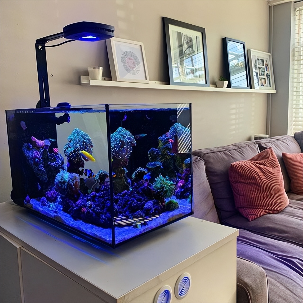 How to choose the right finished desktop fish tank! - iMedia