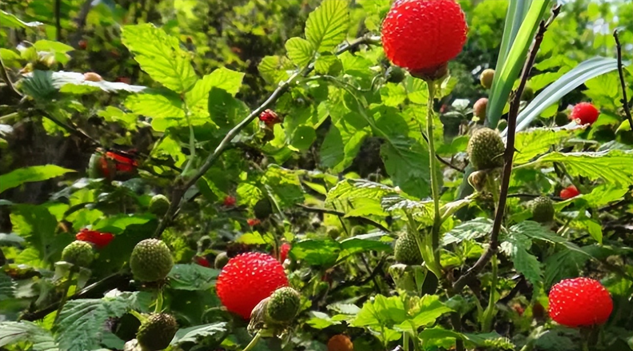 Take you to identify raspberries - iNEWS