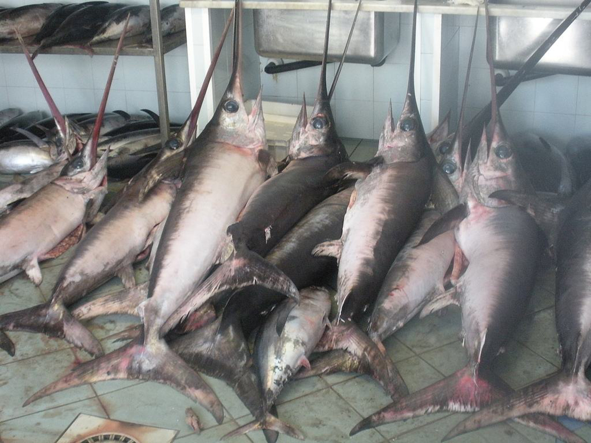 Swordfish: With a sharp sword, it pierces the raging sea, pierces the ...