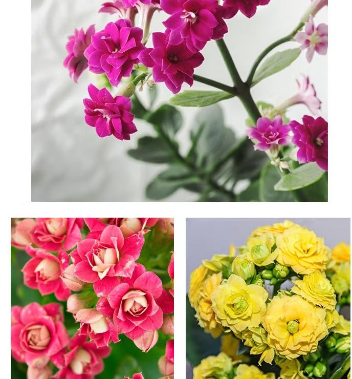 How to grow longevity flowers - iMedia