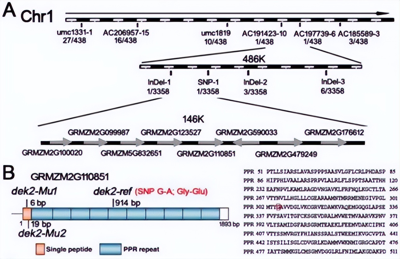 Genetic role of self-incompatibility between specific S-alleles and ...