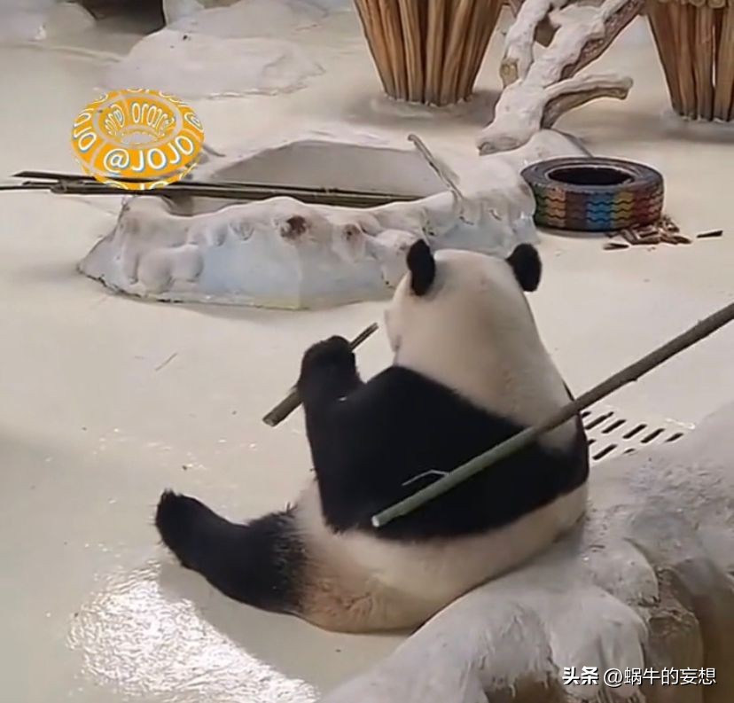The breeder beat the panda with a bamboo pole to urge the panda to ...