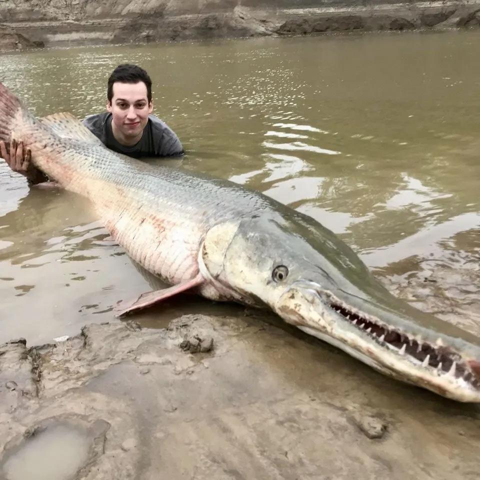 How the alligator gar is a formidable eco-killer - iNEWS
