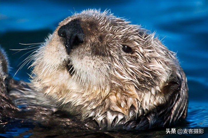 9 tips for telephoto photography (+ example) - iNEWS