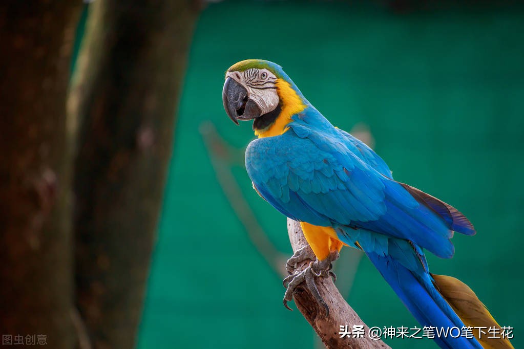 The highest cultivation realm is to say nothing about matters that do ...