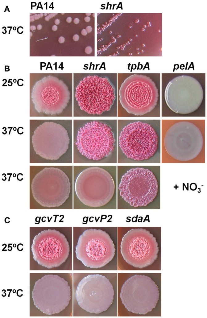 Serine hydroxymethyltransferase controls microcolony variant formation in Pseudomonas aeruginosa ...