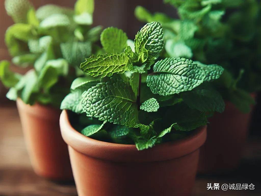 The great method of mint cultivation will make your home full of ...