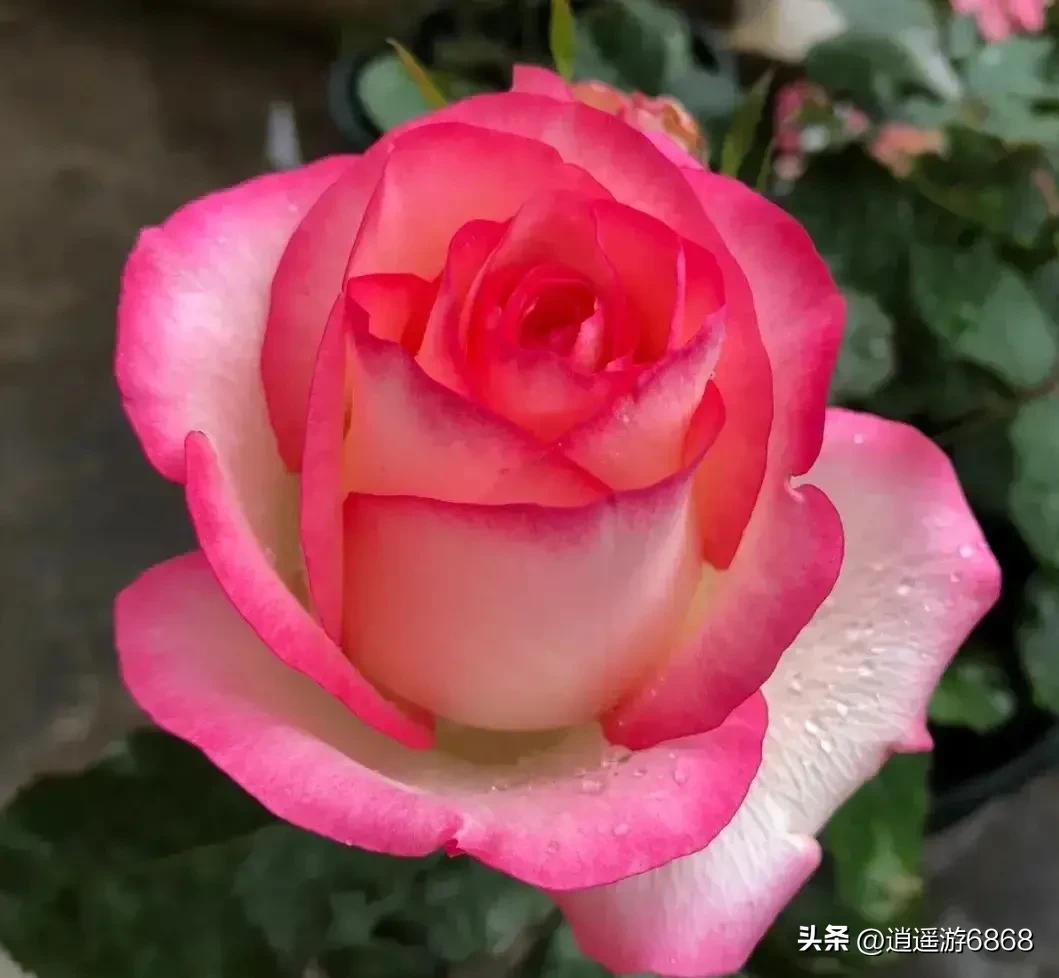 Photo Sharing—Aisha Rose - iMedia