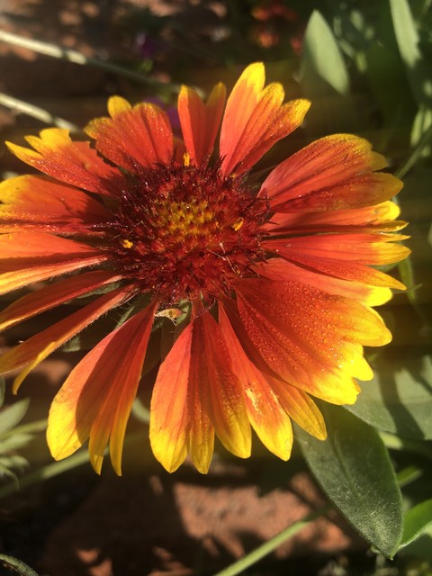 Flowers bloom in July, good luck comes - iNEWS