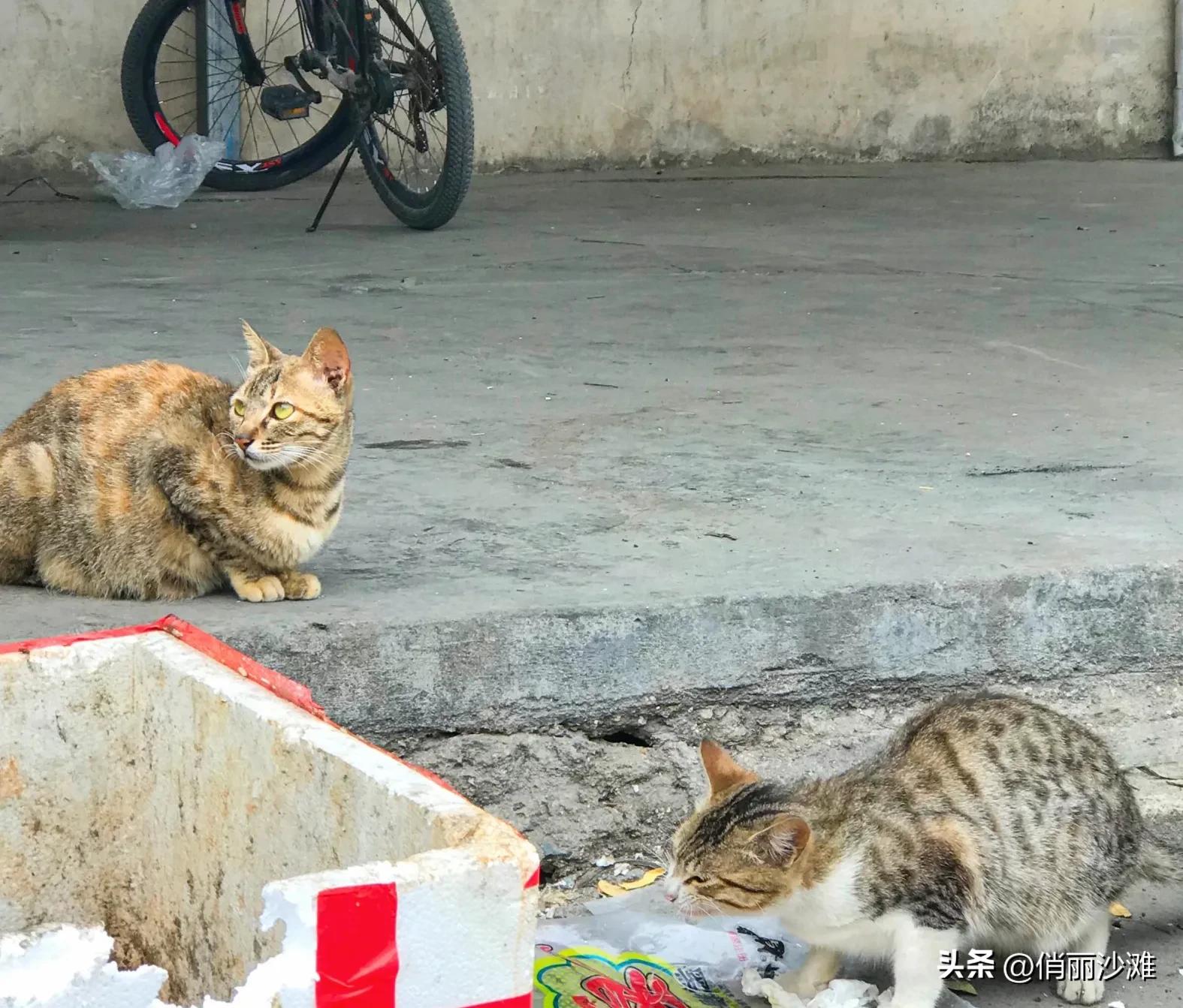 rescue stray cats - iNEWS