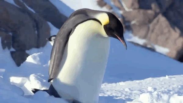 What happened to the 60 penguins shipped to the North Pole that year ...