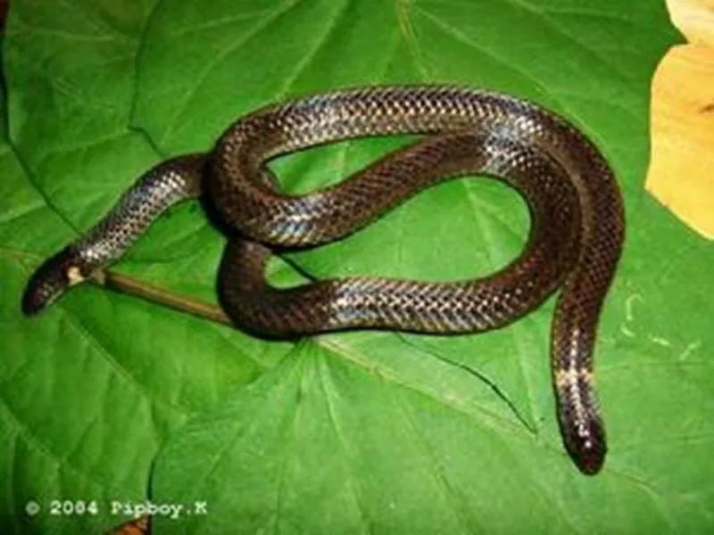 Have you ever seen a double-headed snake - iNEWS