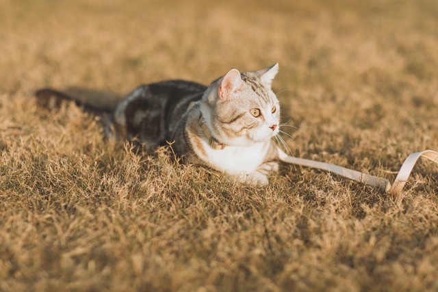 Cat's Biting Habits: Master the Correct Way of Biting - iNEWS