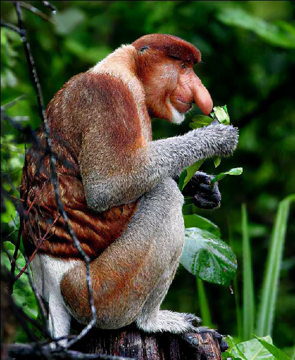 Top 10 Ugliest Animals in the World - iNEWS