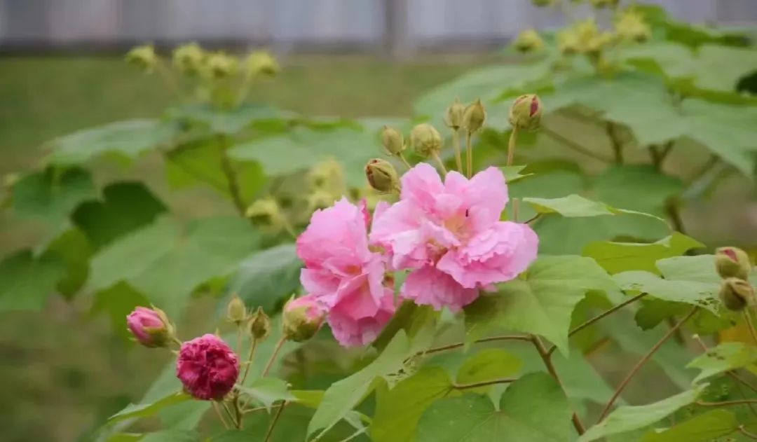 50,000 city flowers in Chengdu bloom, and hibiscus flowers in the ...