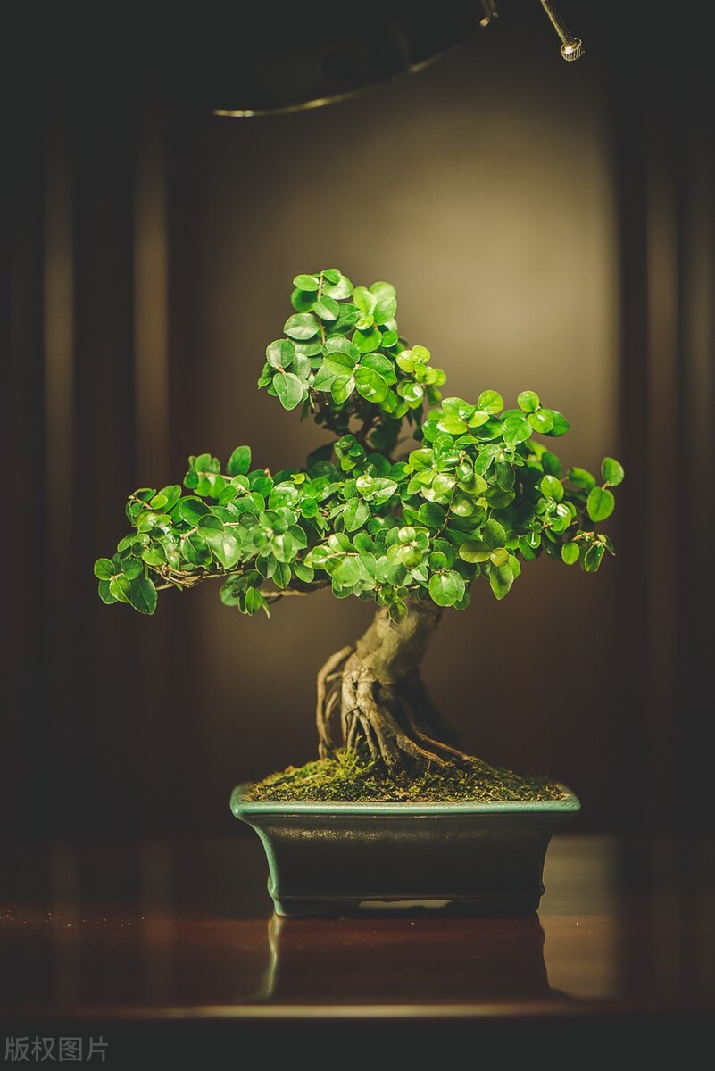 Maintenance of bonsai bonsai - iNEWS