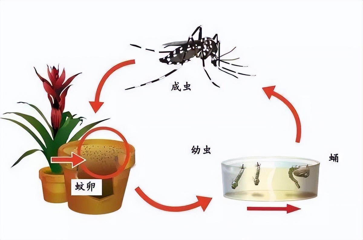 Can mosquito larvae survive in salt water? The result is surprising - iNEWS