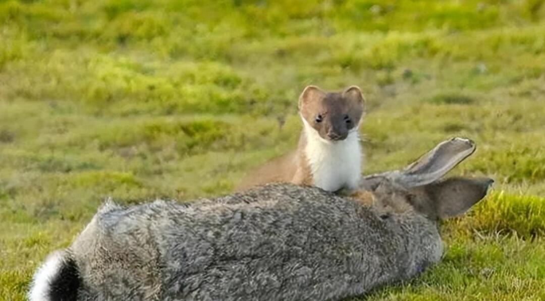 Why is Ling Weasel so small yet so powerful? - iNEWS