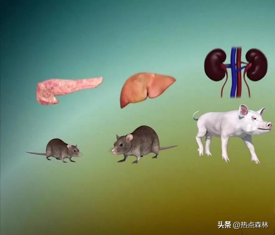 Is Japan's "human-animal embryo hybridization experiment" an innovation ...