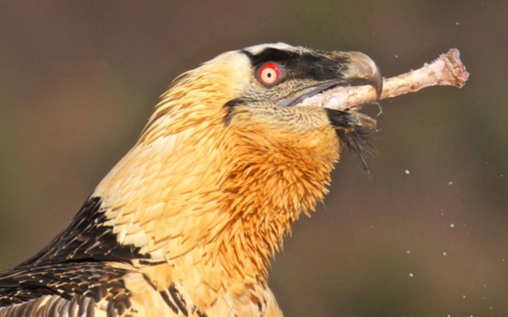 Bearded vulture: A fanatic of bones, the eagle who loves to dress up himself the most! - iNEWS