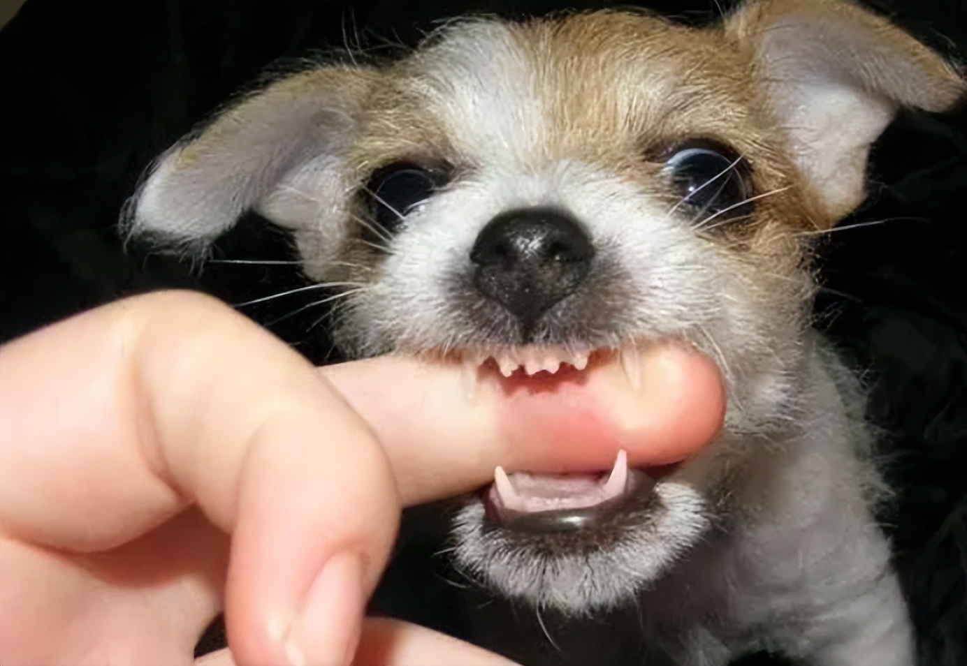 In the face of Teddy's "nip bite", how to deal with it correctly, these ...