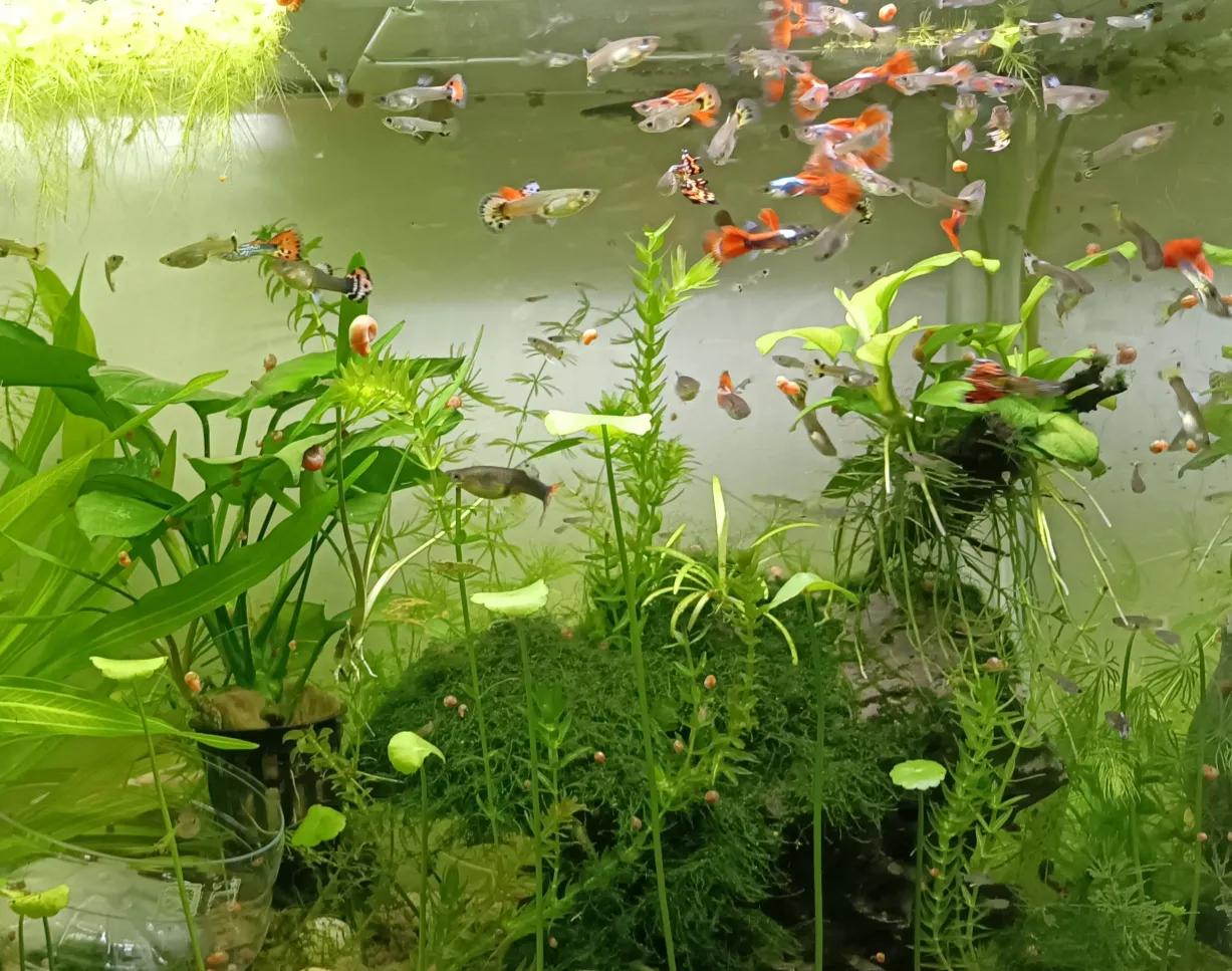 About the polyculture of several small fish - iNEWS