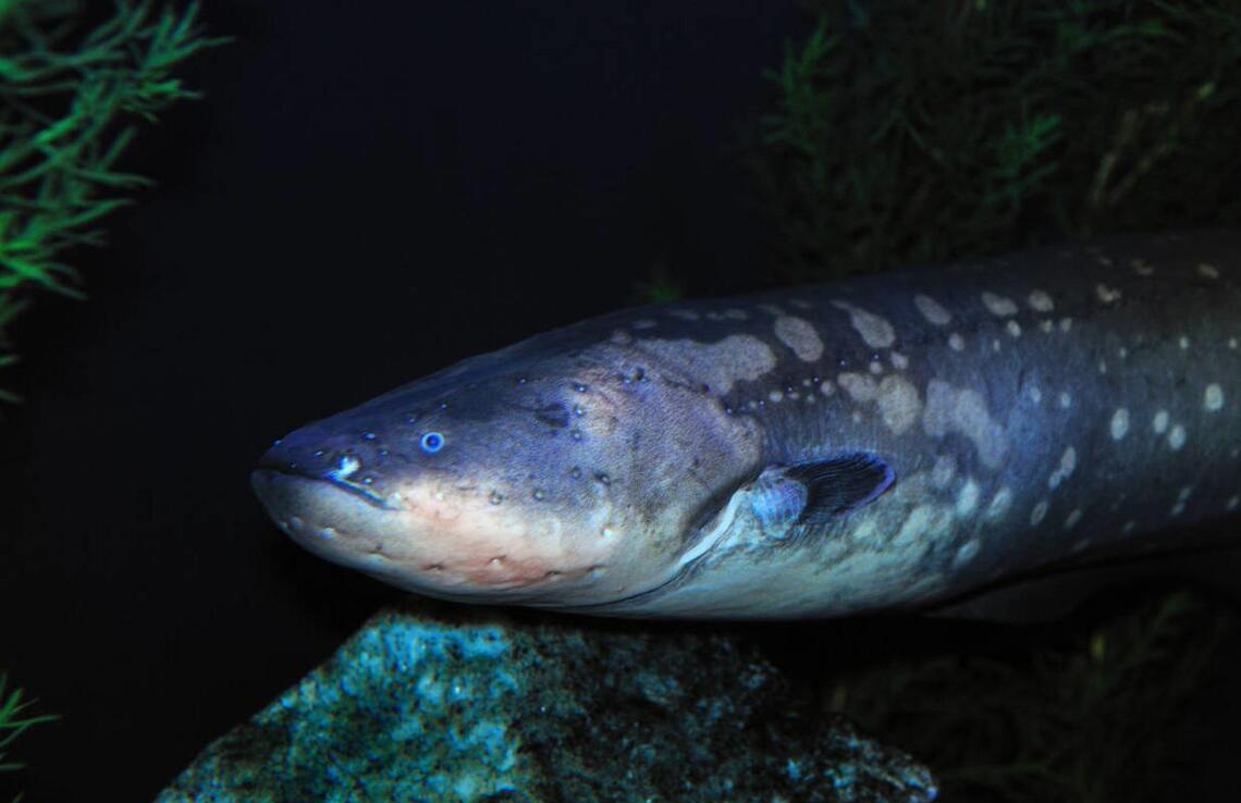 Revealing the magical veil of the animal world: spider engineers ...