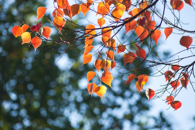 The transplanting method and maintenance skills of Chinese tallow tree ...