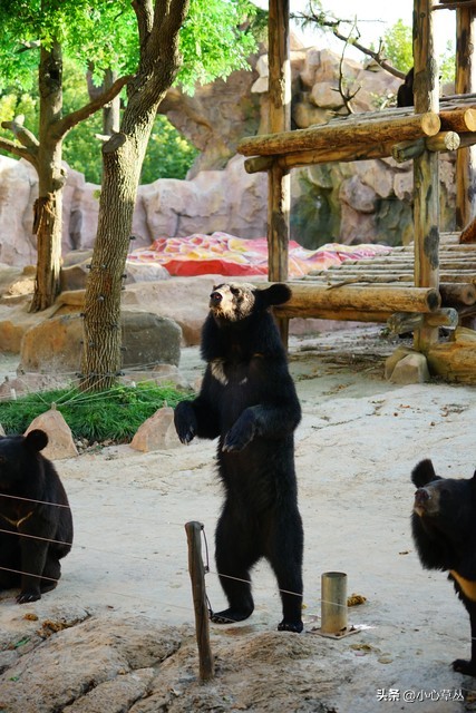 Malayan bears in Hangzhou Zoo are popular abroad. Netizens question ...