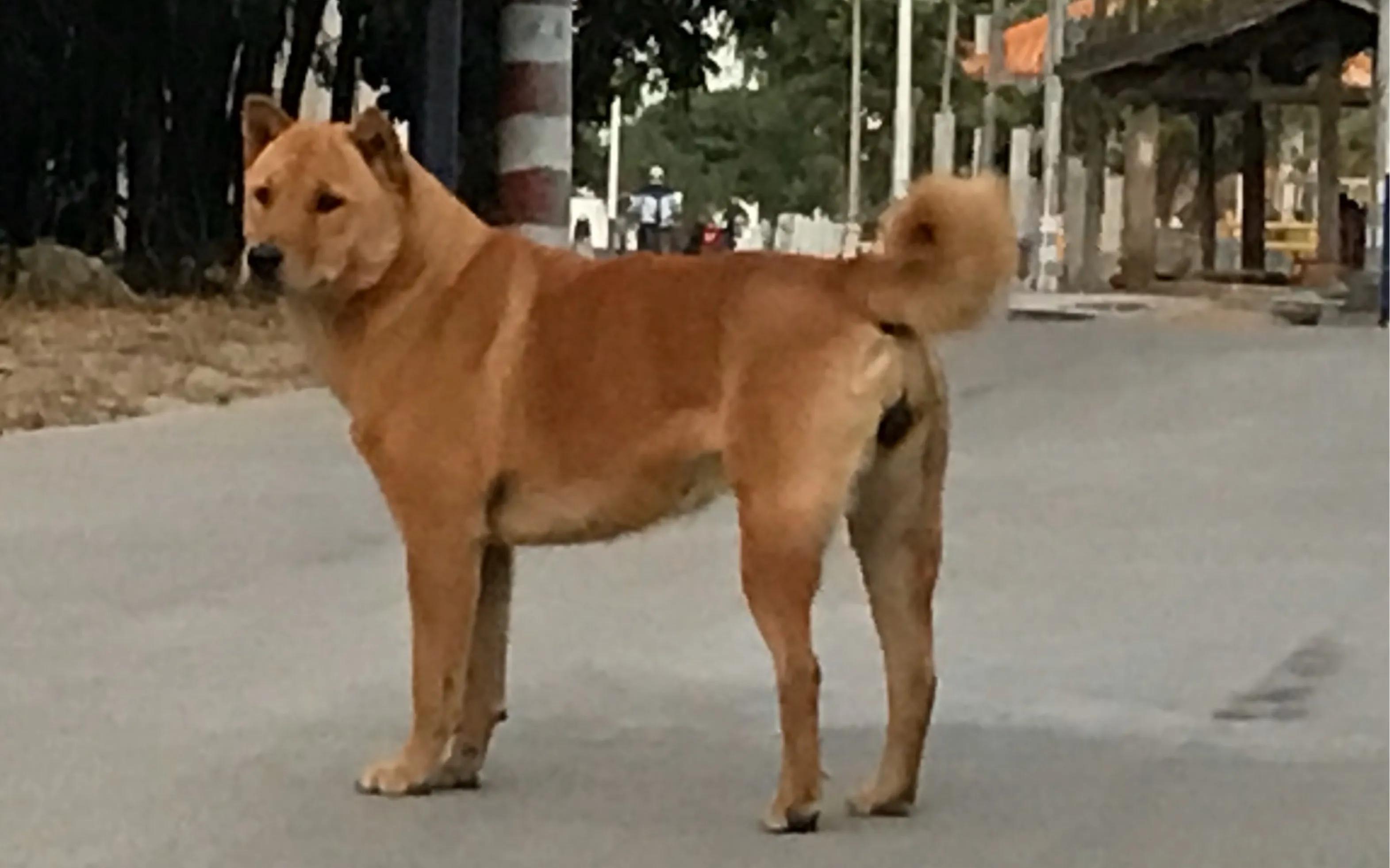 The rescued big yellow dog saved the little grandson with one action ...