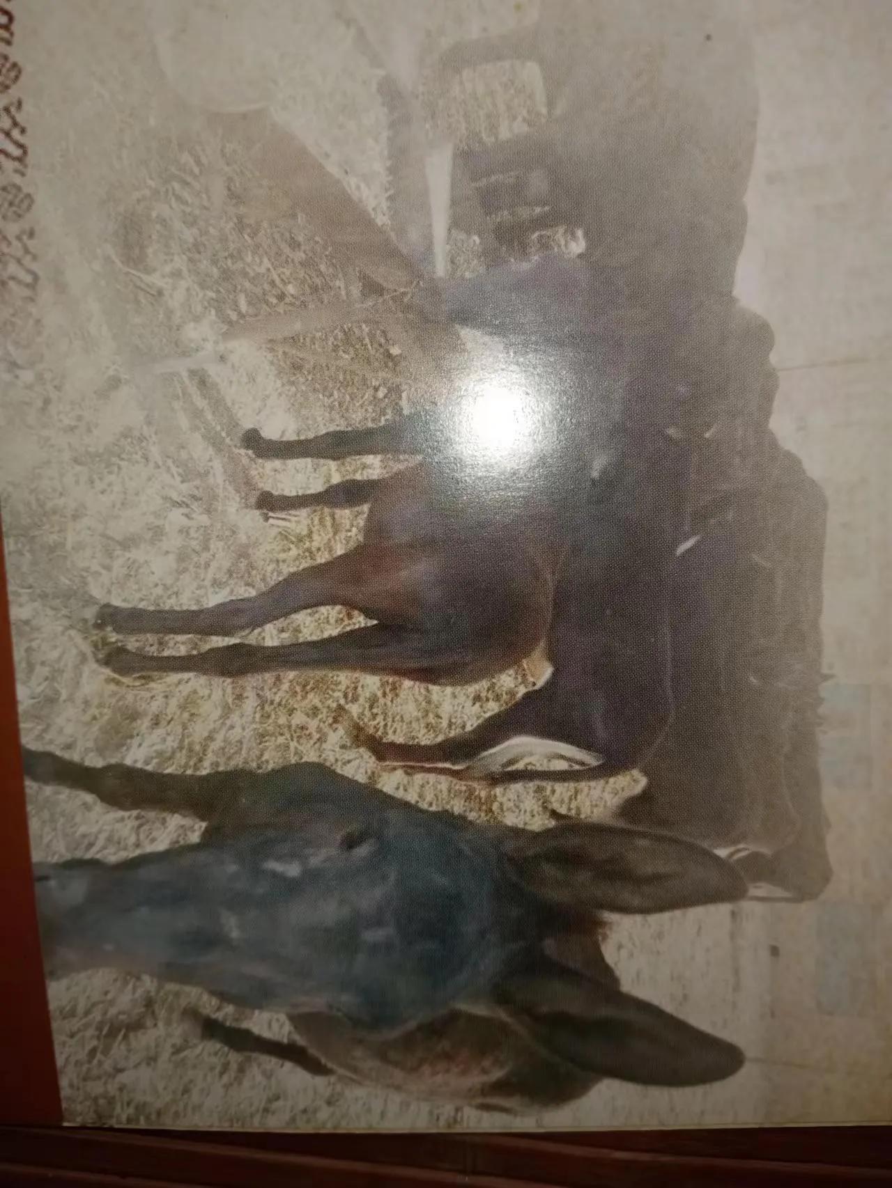 The History of Baodian Donkey Meat - iNEWS