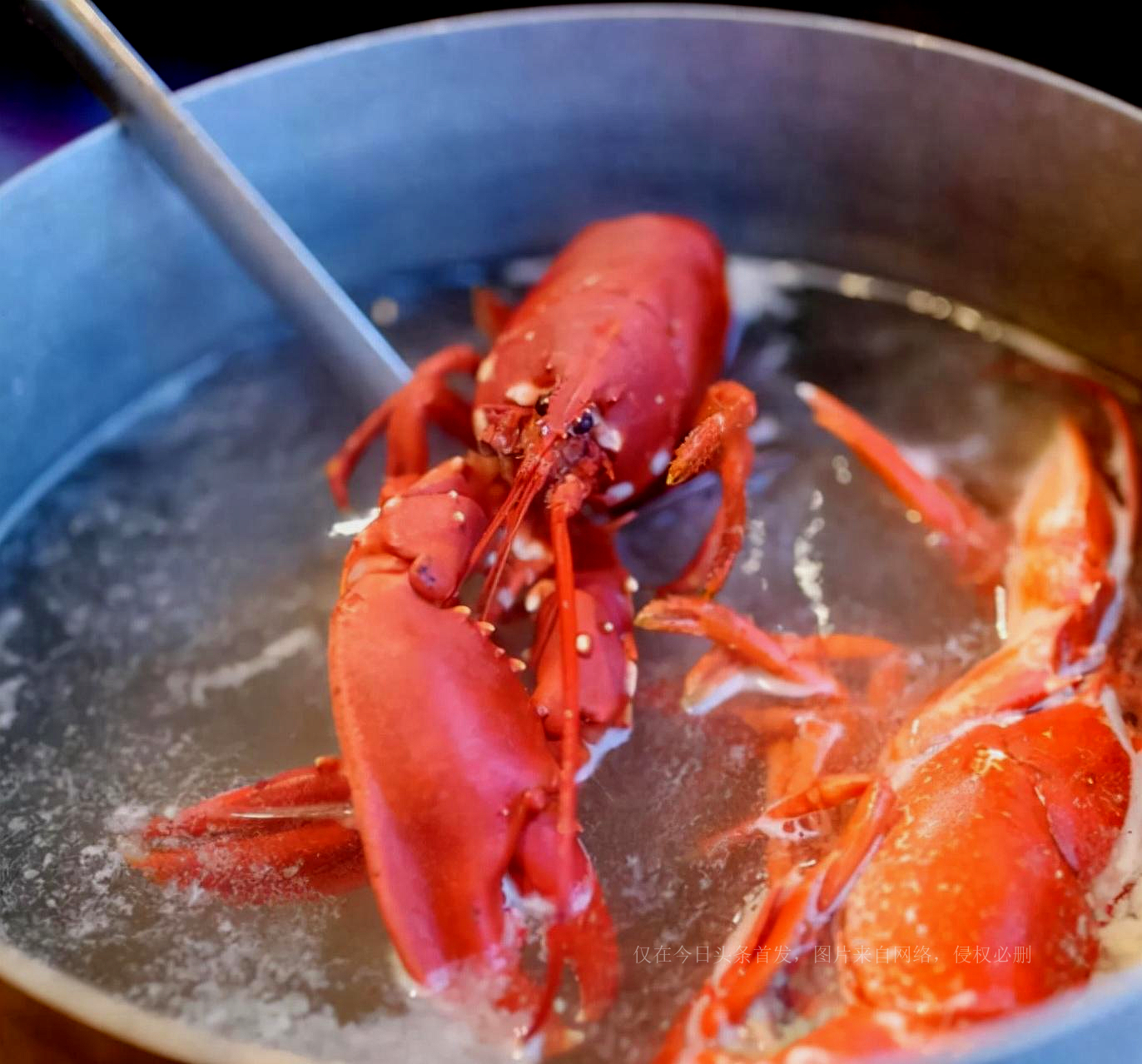 UK calls for ban on boiling lobsters, crabs and octopus alive because ...