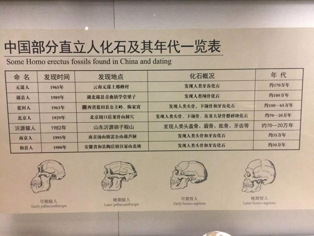 Homo erectus, an important stage of human evolution, since then, humans ...