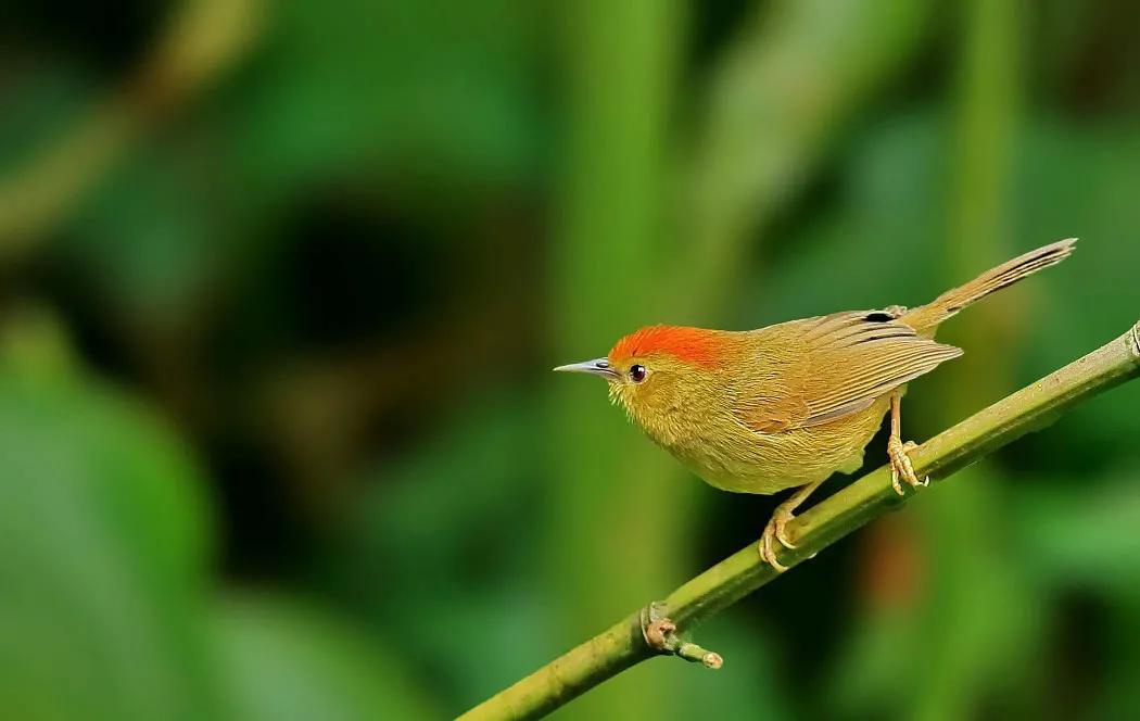 Natural Beauty: Red-headed Babbler - iMedia