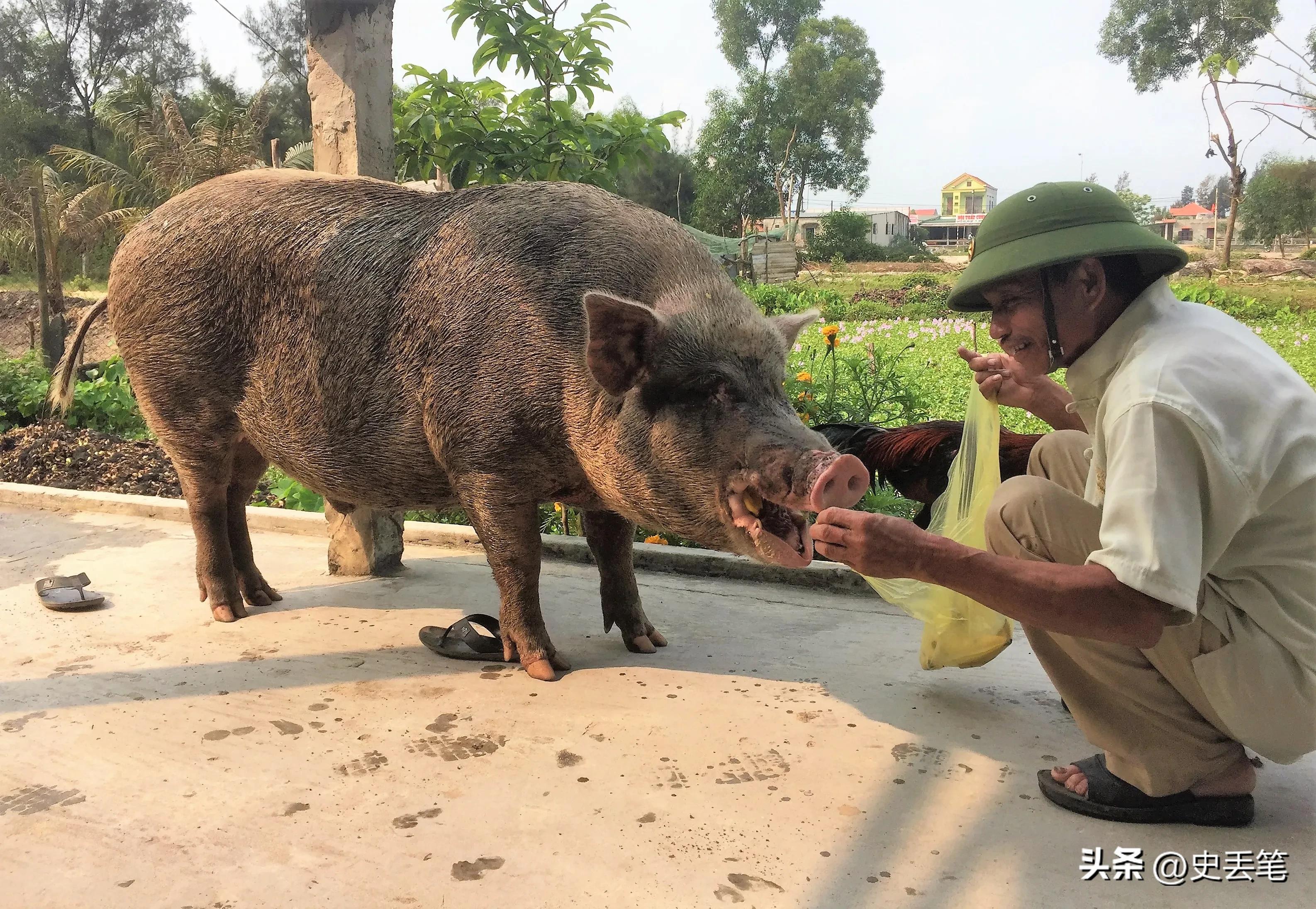 There is a pig in his family who can understand human nature. After ...