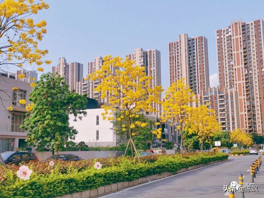 Ronggui, Shunde: Yellow Suzuki blooms in Phoenix Bay - iNEWS