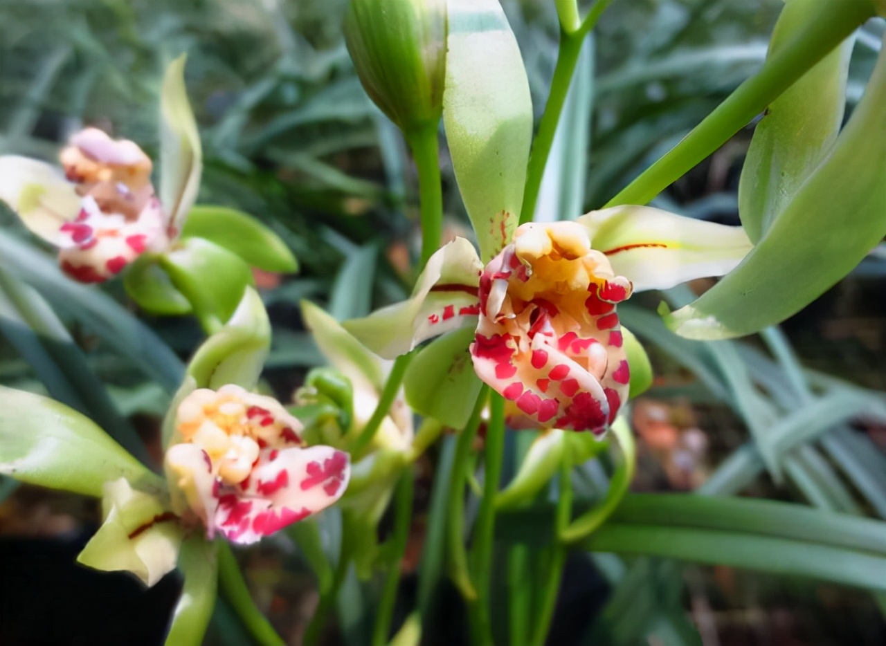 The "overlord flower" in the orchid world, with peculiar shape ...