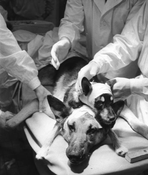 The Most Controversial Surgery of the 20th Century - How Soviet ...