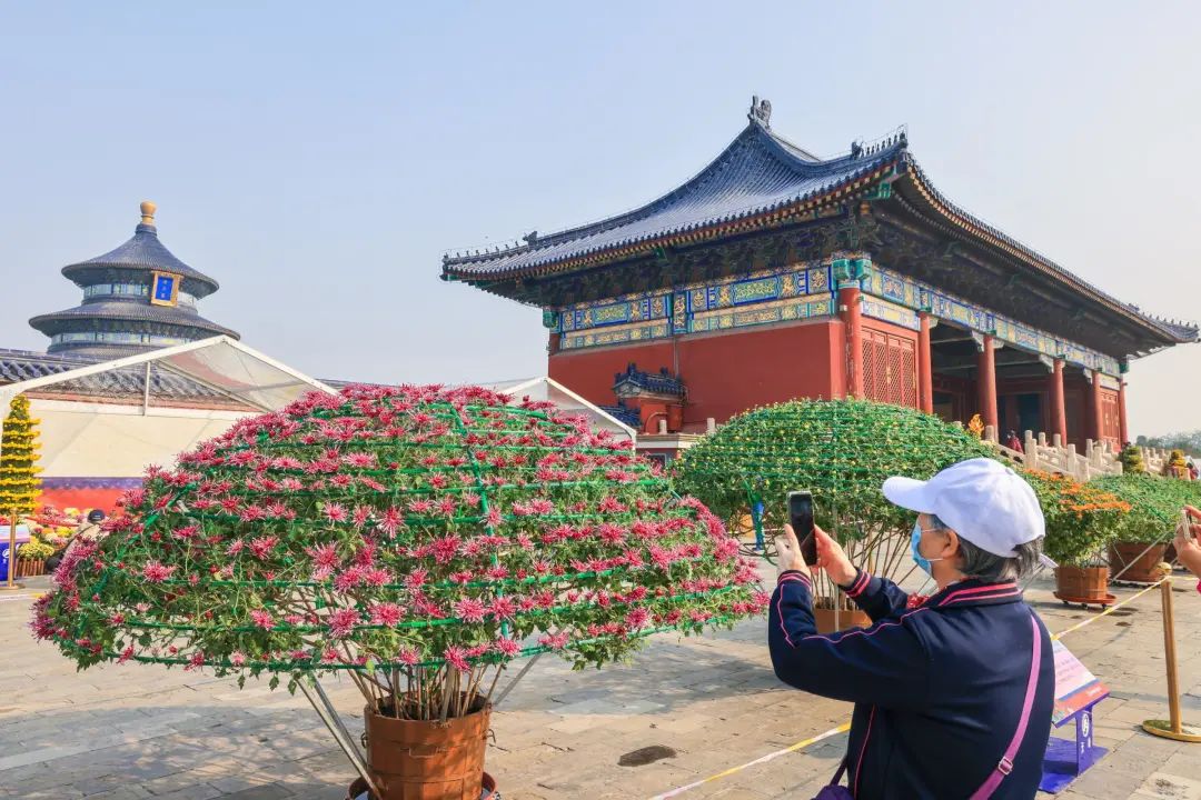 "Thousands of Dali chrysanthemums" are eye-catching!More than 6,000 ...