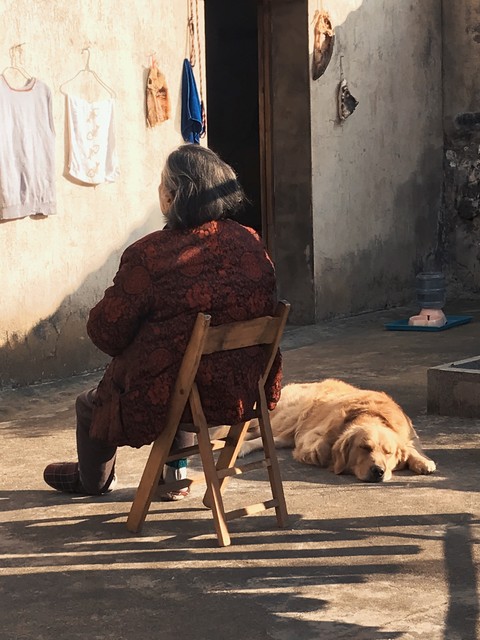 The dog that grew up eating human flesh: the bloody years behind it ...