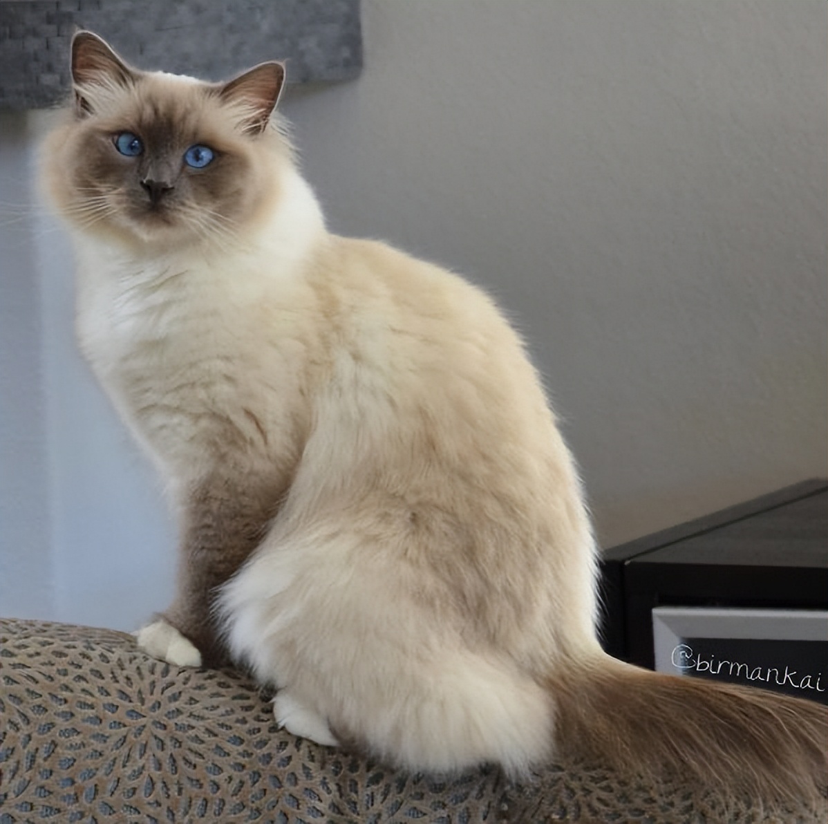 Birman cat - known as the goddess cat, you know? - iNEWS