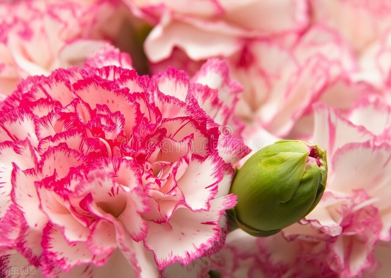 Carnation cultivation methods and precautions: learn these tricks to ...