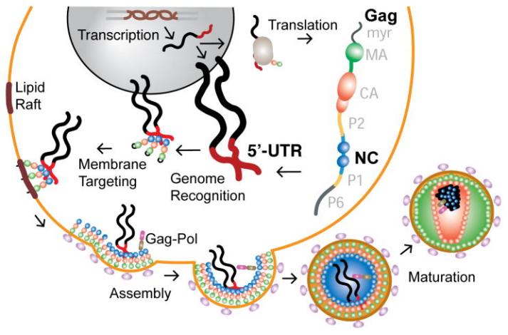 Mechanisms and influencing factors of HIV genome assembly - iNEWS